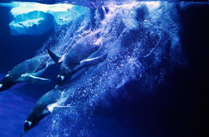 priceless™ | Meet the Creatures of the Deep at the SEA LIFE London ...