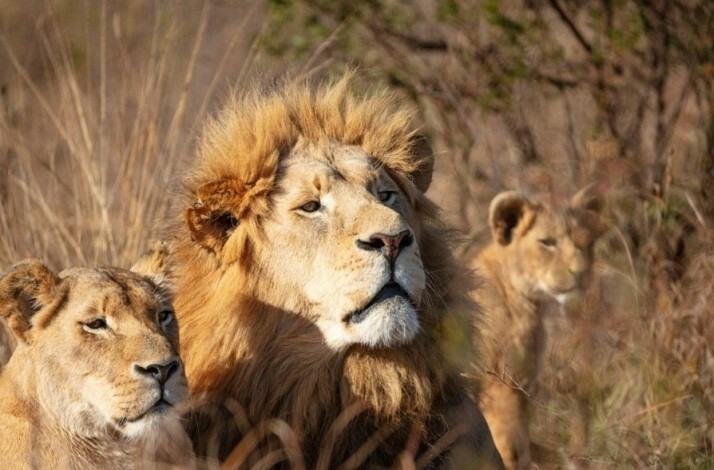 priceless™ | See Africa's wild side at Bothongo Rhino & Lion Nature ...