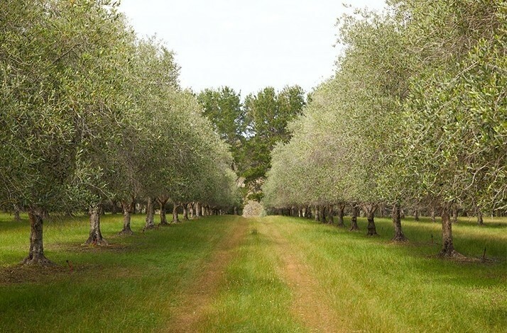 priceless™ | Two nights of romantic lakeside glamping at Olive Grove ...